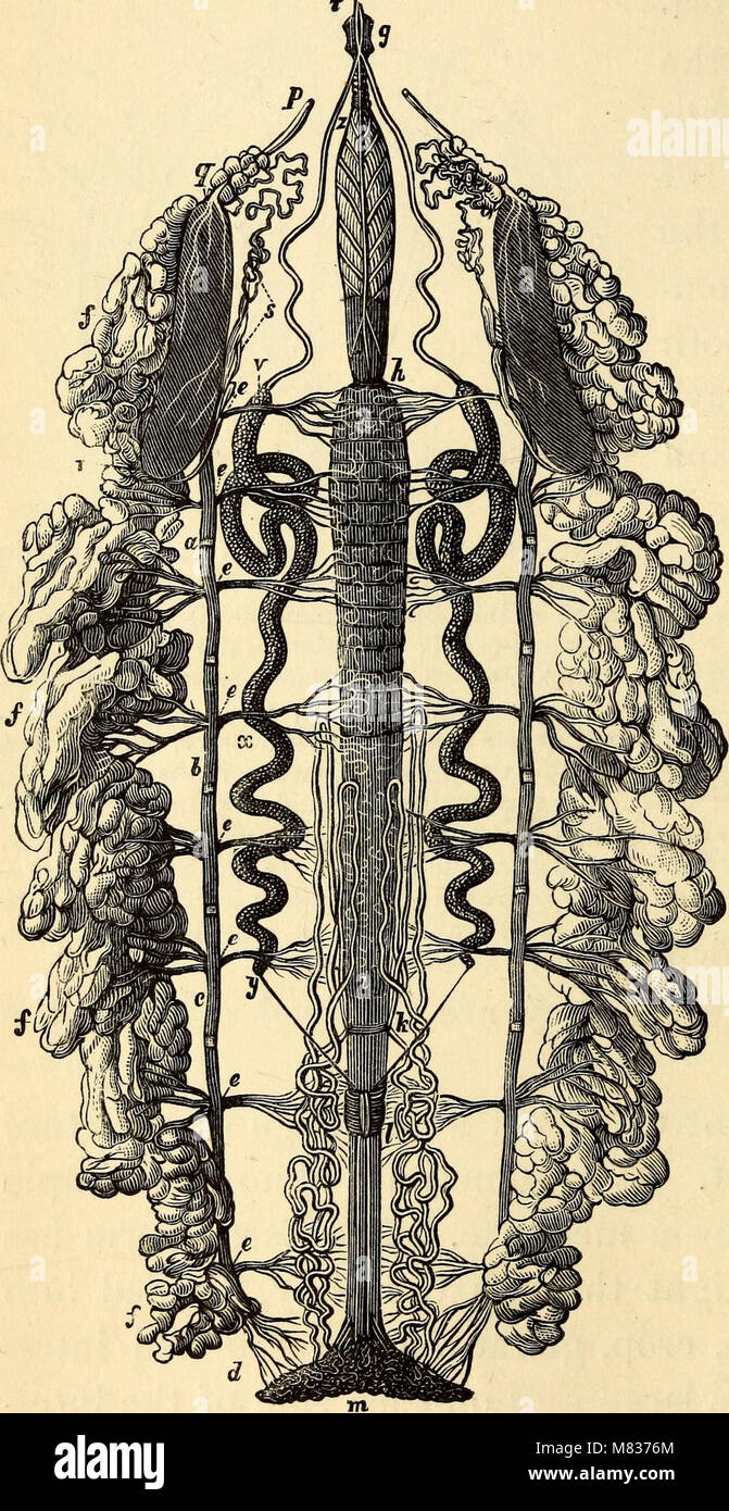 This 1883 textbook offers an in-depth exploration of comparative ...