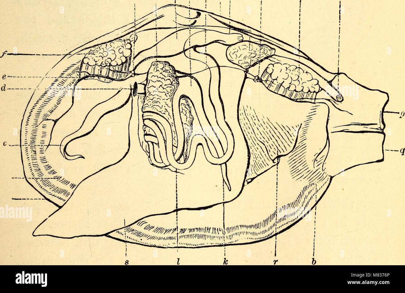 This 1883 textbook on comparative zoology provides an in-depth study of ...