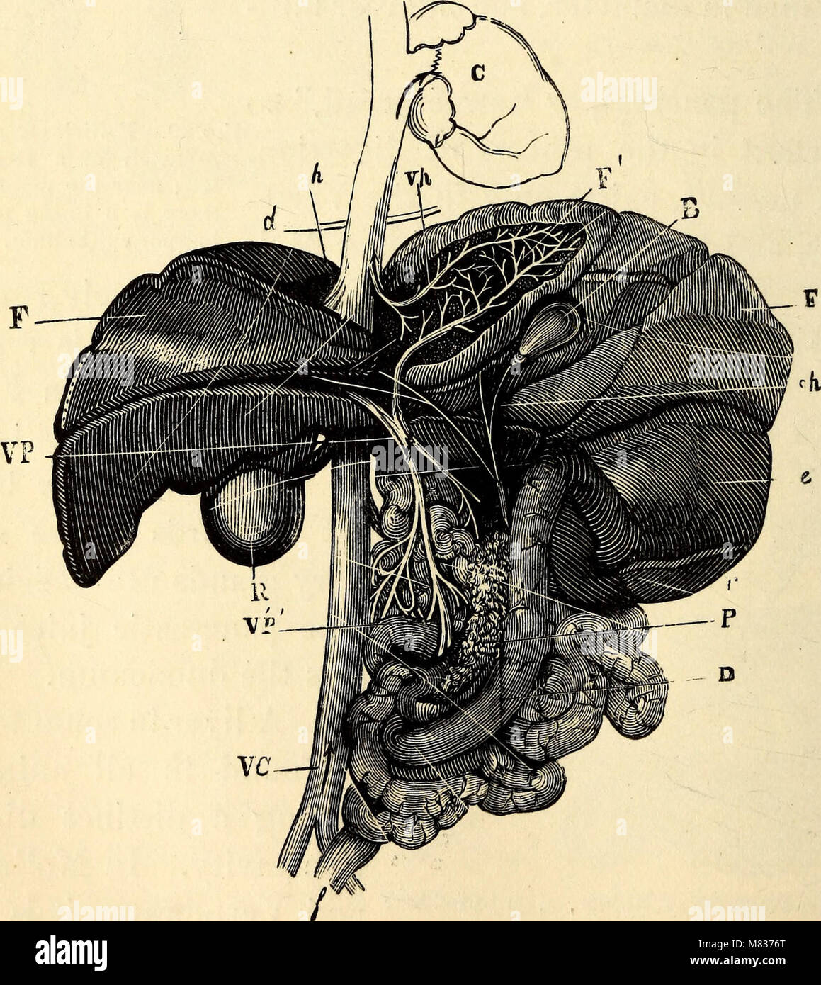 *Comparative Zoology, Structural and Systematic* (1883) is a textbook ...