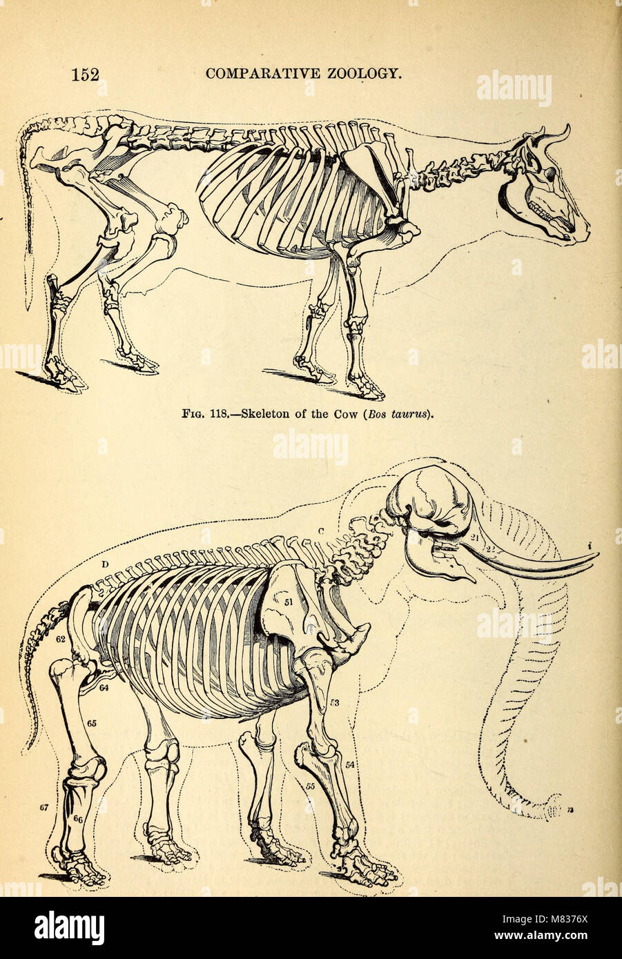 This 1883 textbook on comparative zoology offers students an ...