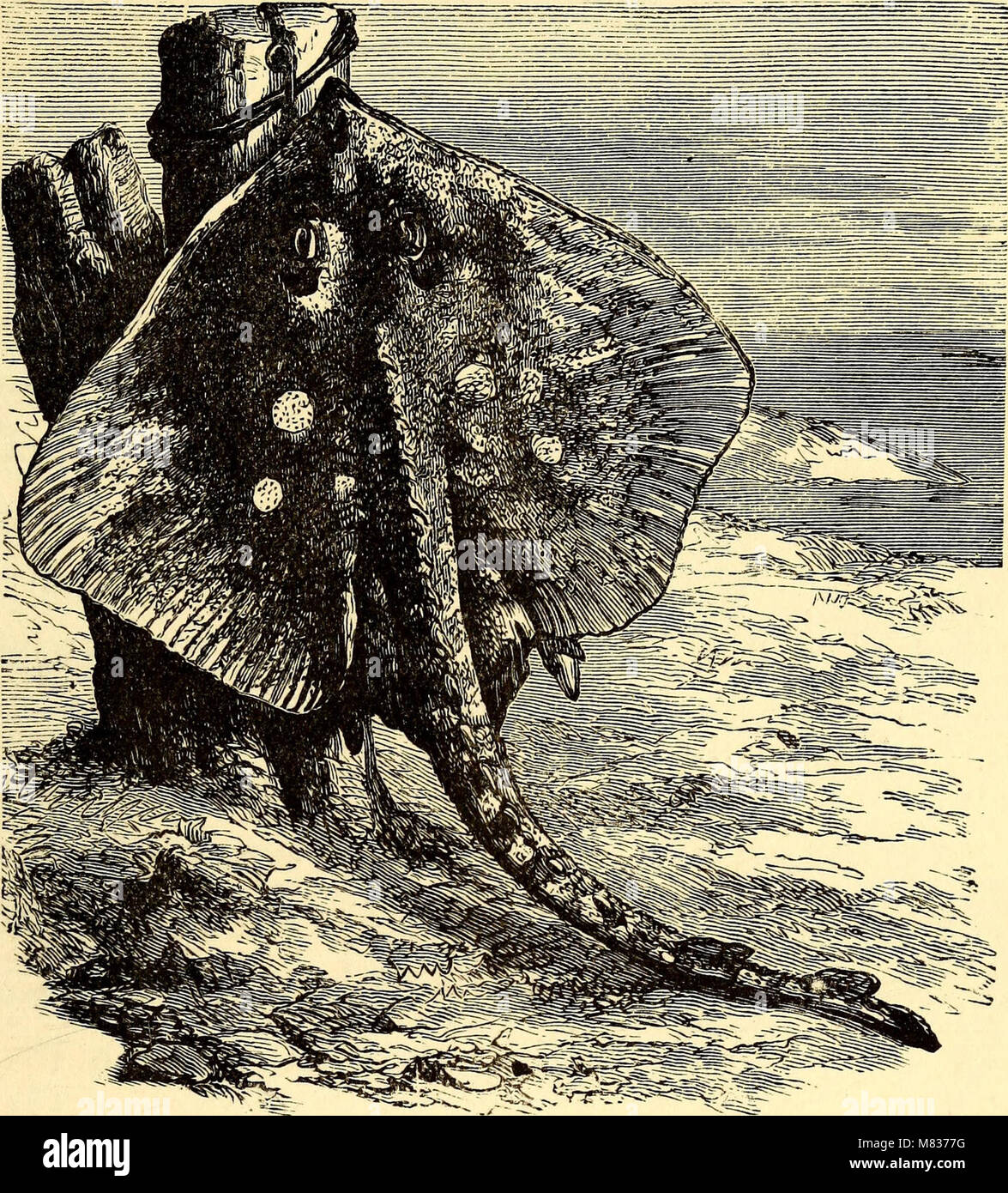 *Comparative Zoology: Structural and Systematic* (1883) provides an ...