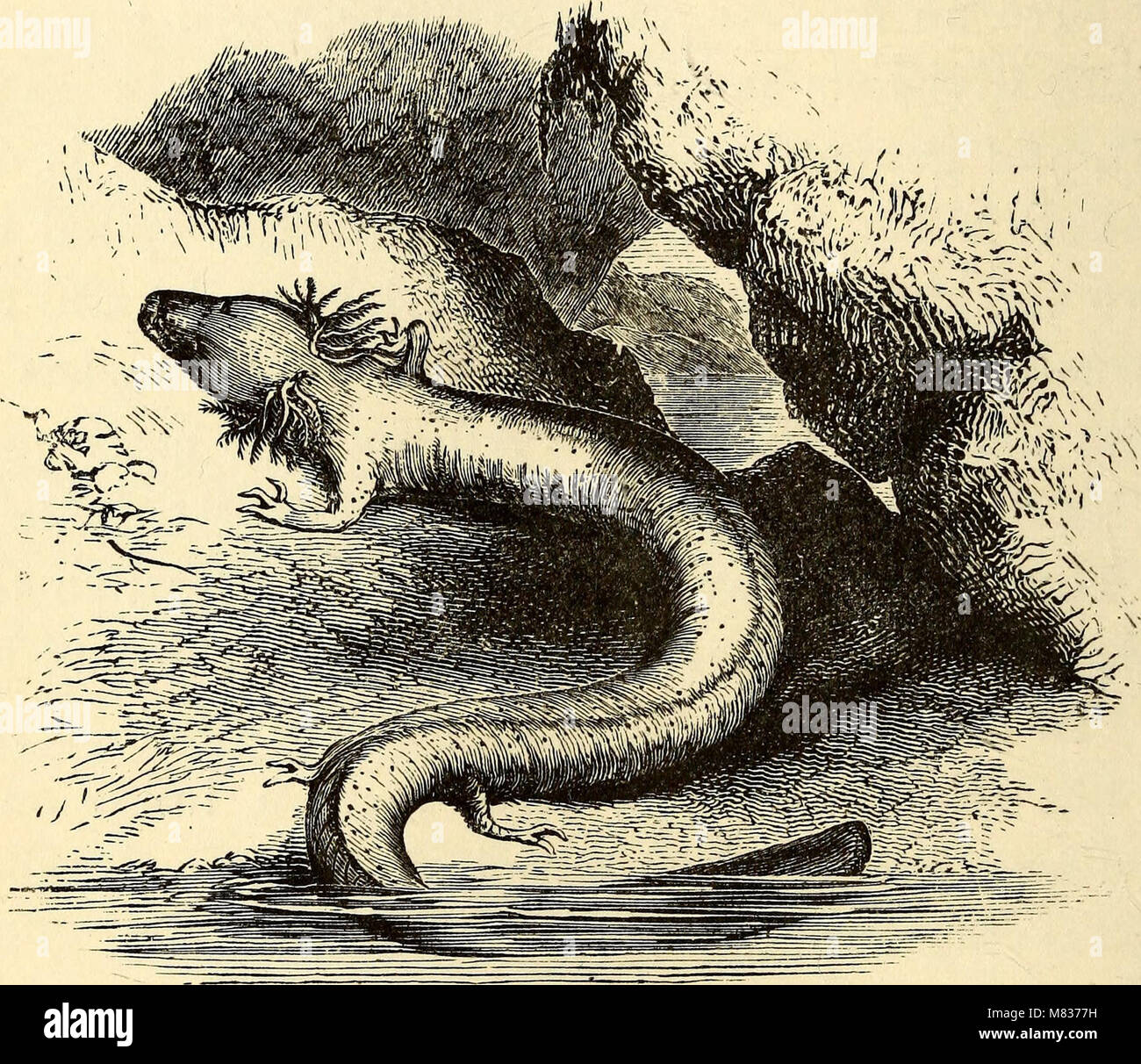 'Comparative Zoology, Structural and Systematic' (1883) offers an in ...