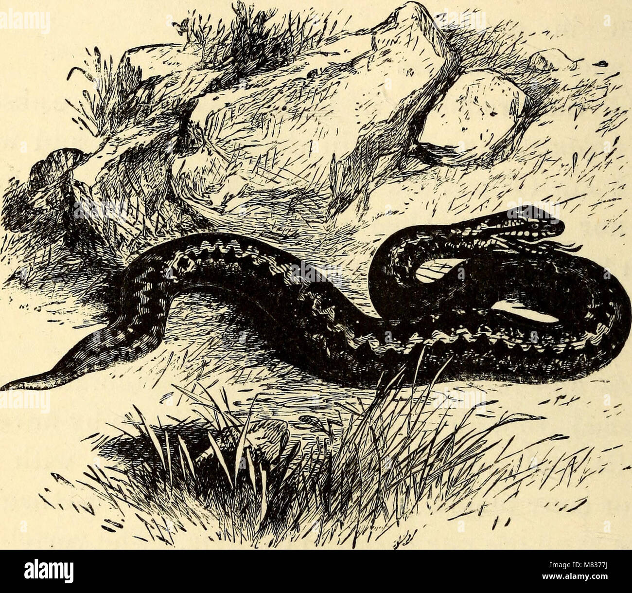 This 1883 textbook on comparative zoology covers structural and ...
