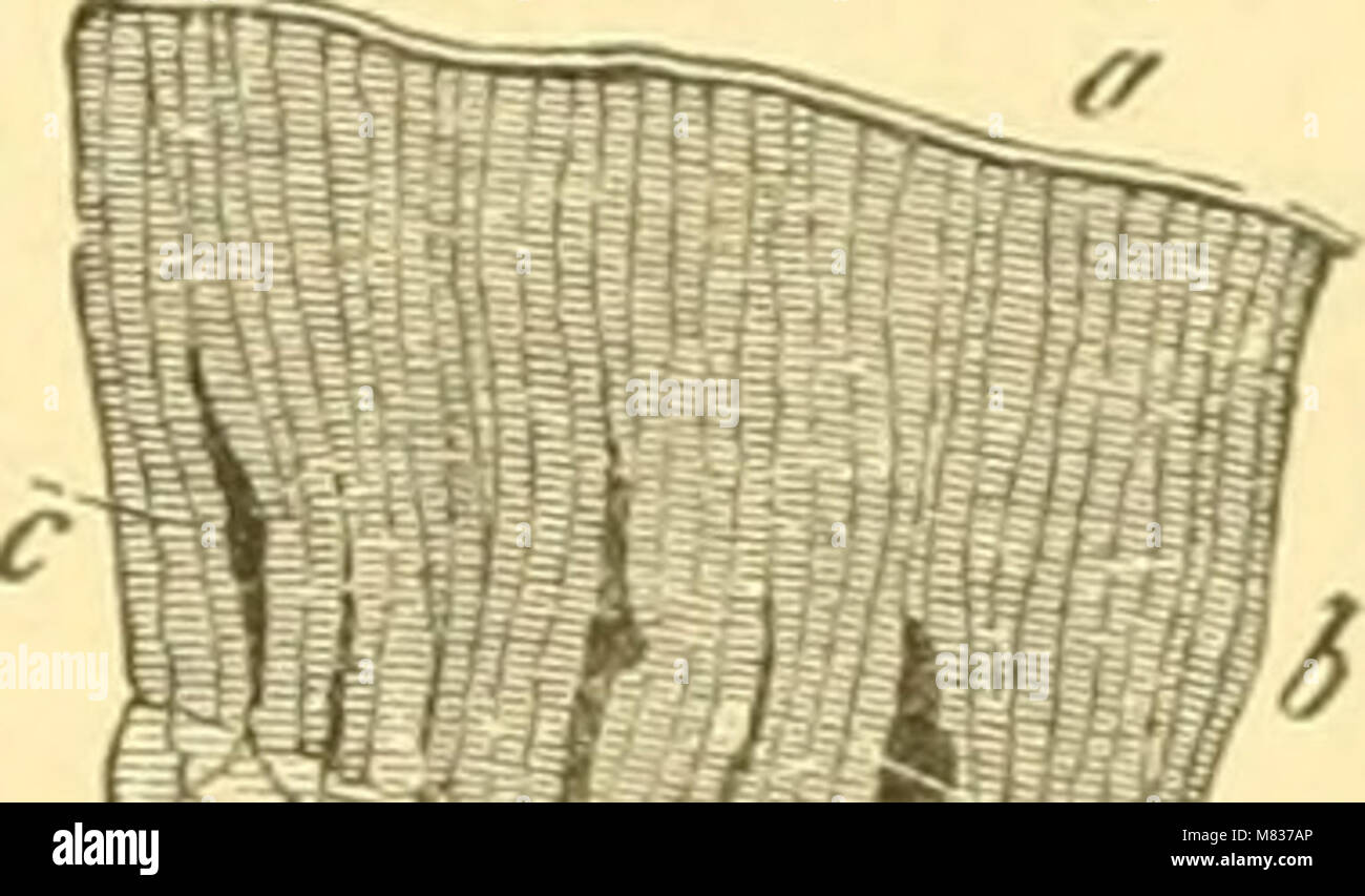 *Compendium of Histology* (1876) offers a comprehensive guide to the ... *Compendium of Histology* (1876) offers a comprehensive guide to the ...