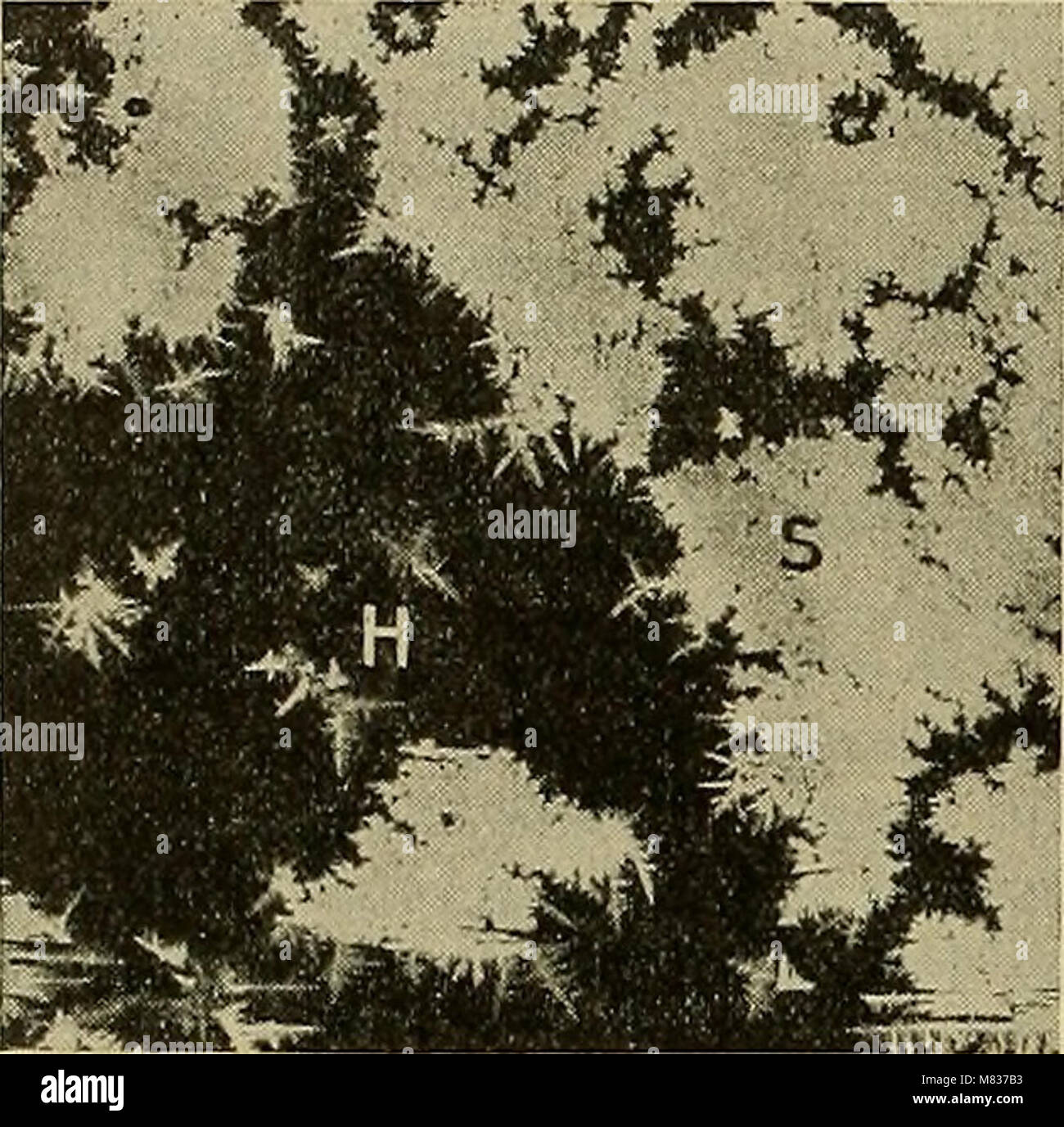 The 1951 *Compendium of Meteorology* is a scientific reference work ...