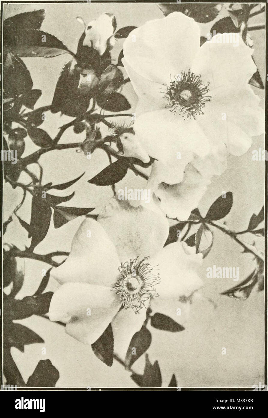 'Complete Self-Instructing Library of Practical Photography' (1909) is ...