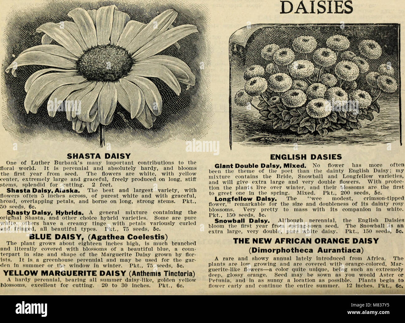 Miss emma v hi-res stock photography and images - Alamy