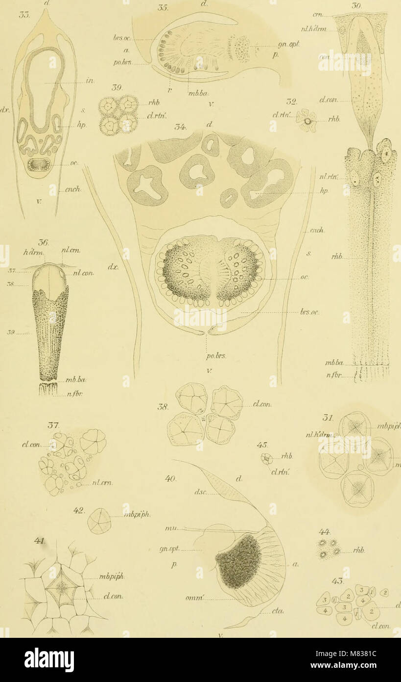 This 1891 research paper explores the structure and function of ...
