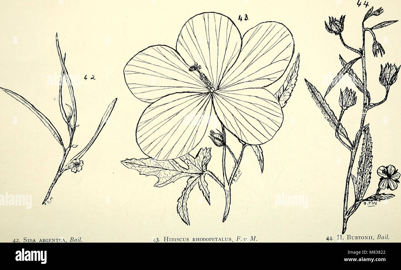 This catalogue provides a detailed record of both indigenous and ...