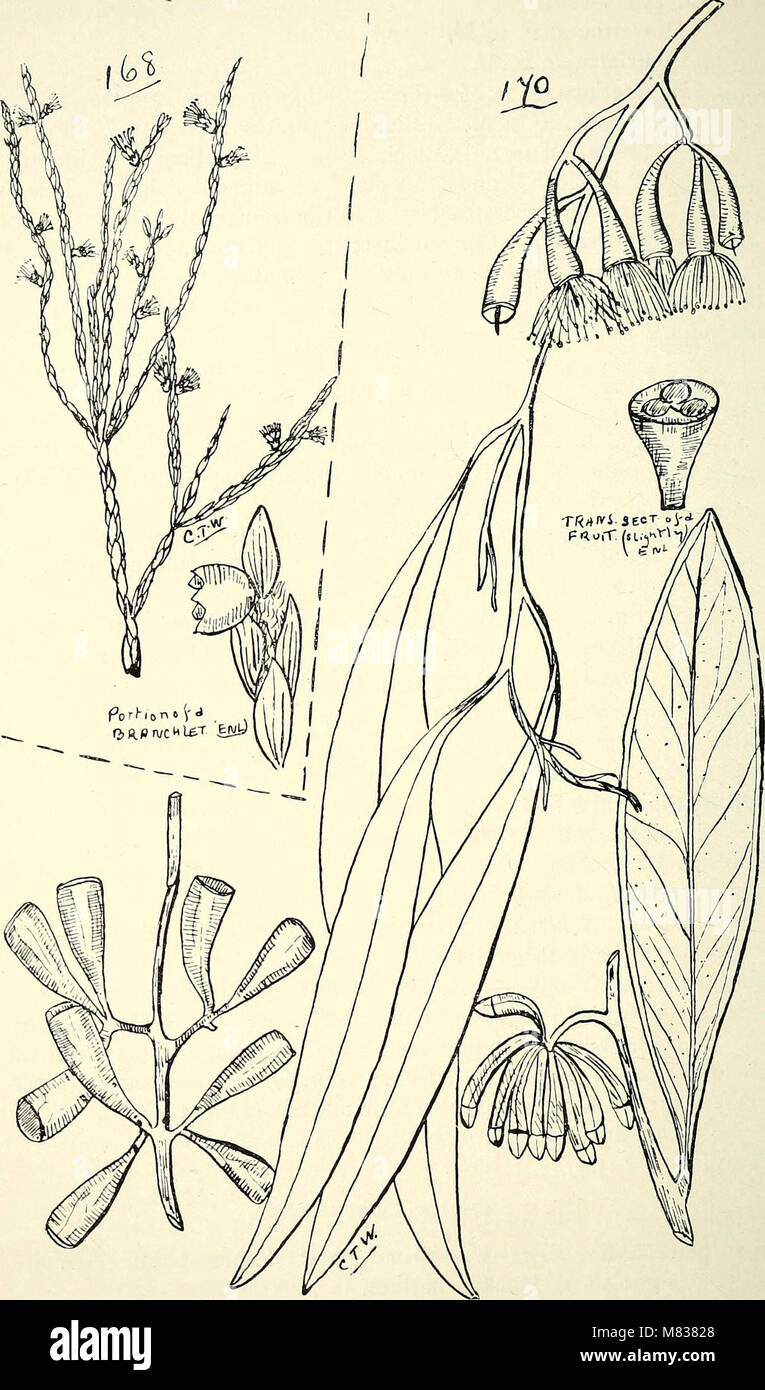 Comprehensive catalogue of Queensland plants, both indigenous and ...