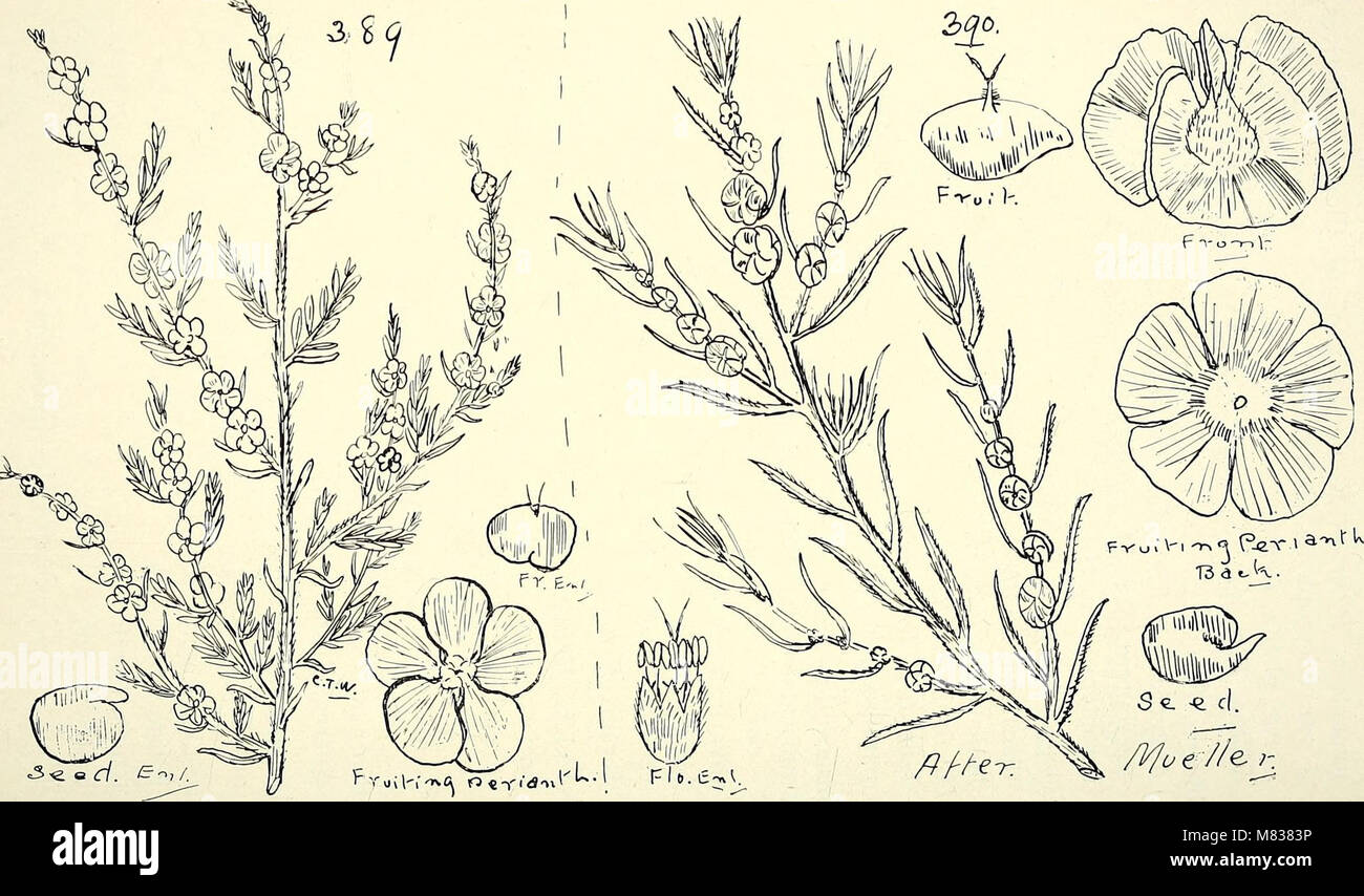 Comprehensive catalogue of Queensland plants, both indigenous and ...