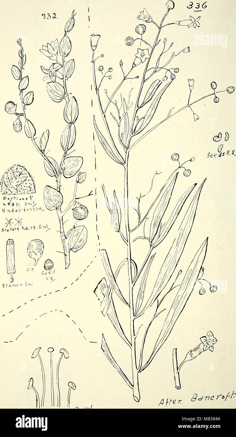 Comprehensive catalogue of Queensland plants, both indigenous and ...