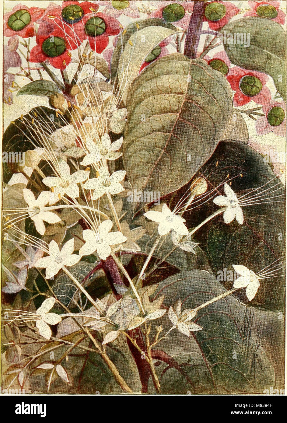 Comprehensive catalogue of Queensland plants, both indigenous and ...