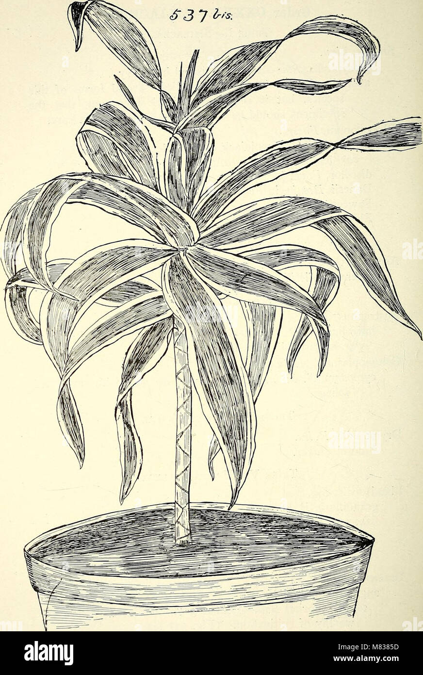 This comprehensive catalogue details the indigenous and naturalised ...