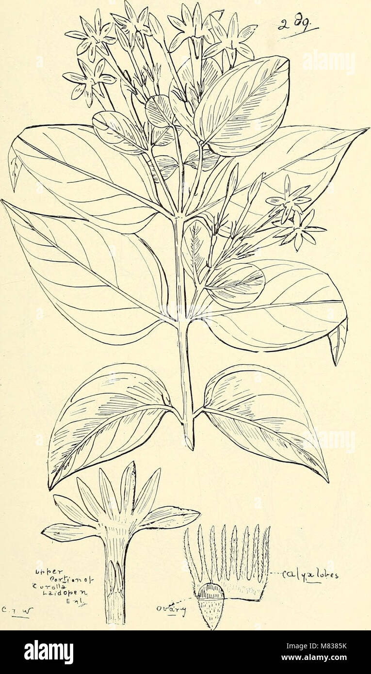 This catalogue offers a comprehensive list of plants in Queensland ...