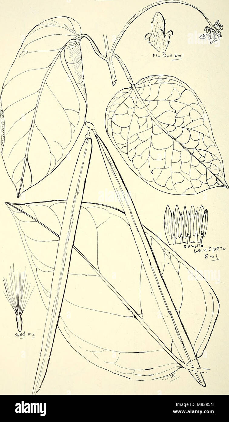 This catalogue lists Queensland plants, both indigenous and naturalized ...