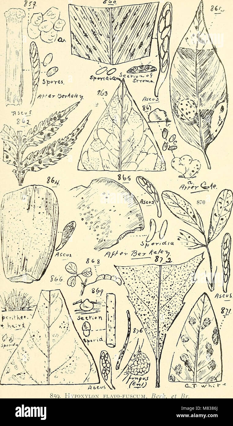 This catalogue documents Queensland's indigenous and naturalized plant ...