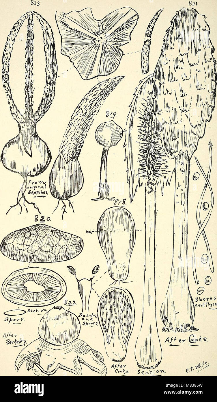 This comprehensive catalogue of Queensland plants details both ...