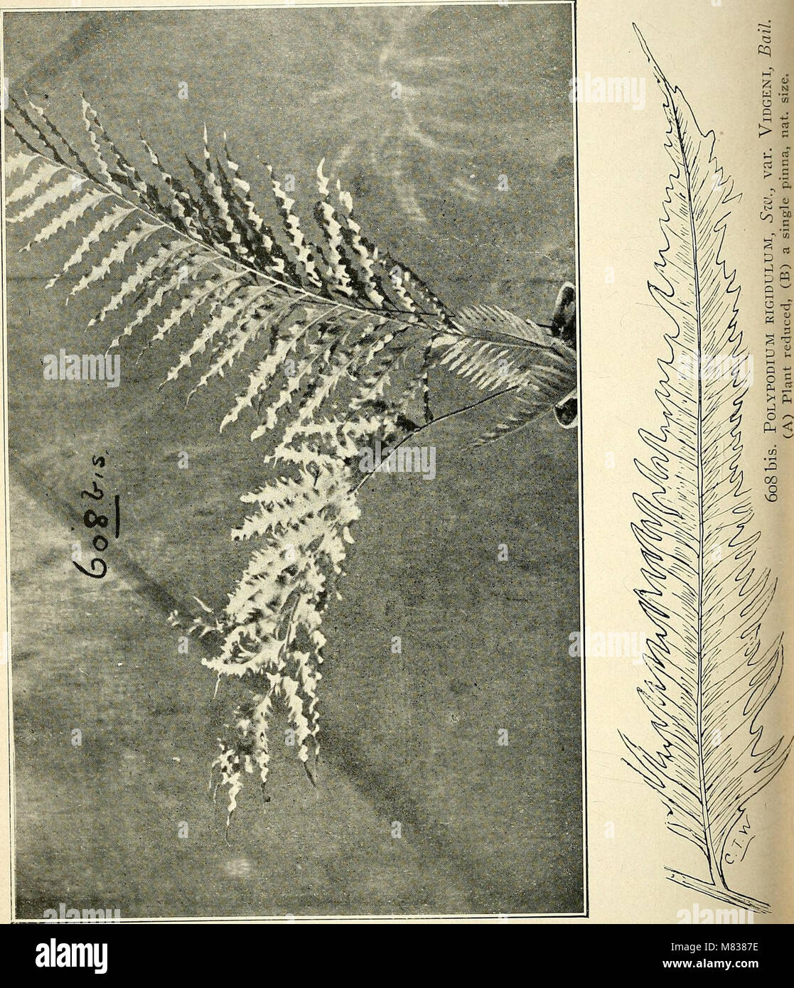 This comprehensive catalog of Queensland plants covers both indigenous ...