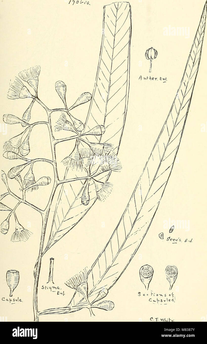 This catalogue presents a detailed list of both indigenous and ...