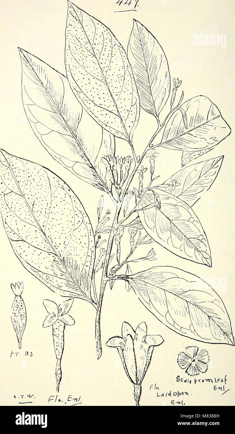 This comprehensive catalogue of Queensland plants includes both ...