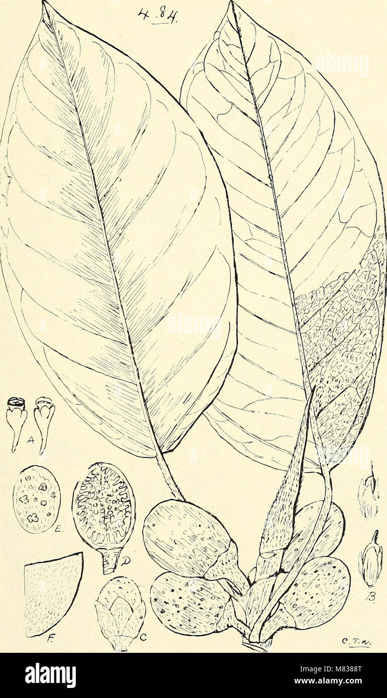 Comprehensive catalogue of Queensland plants, both indigenous and ...