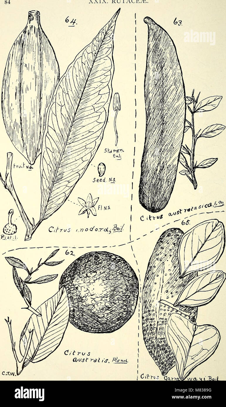 Comprehensive catalogue of Queensland plants, both indigenous and ...