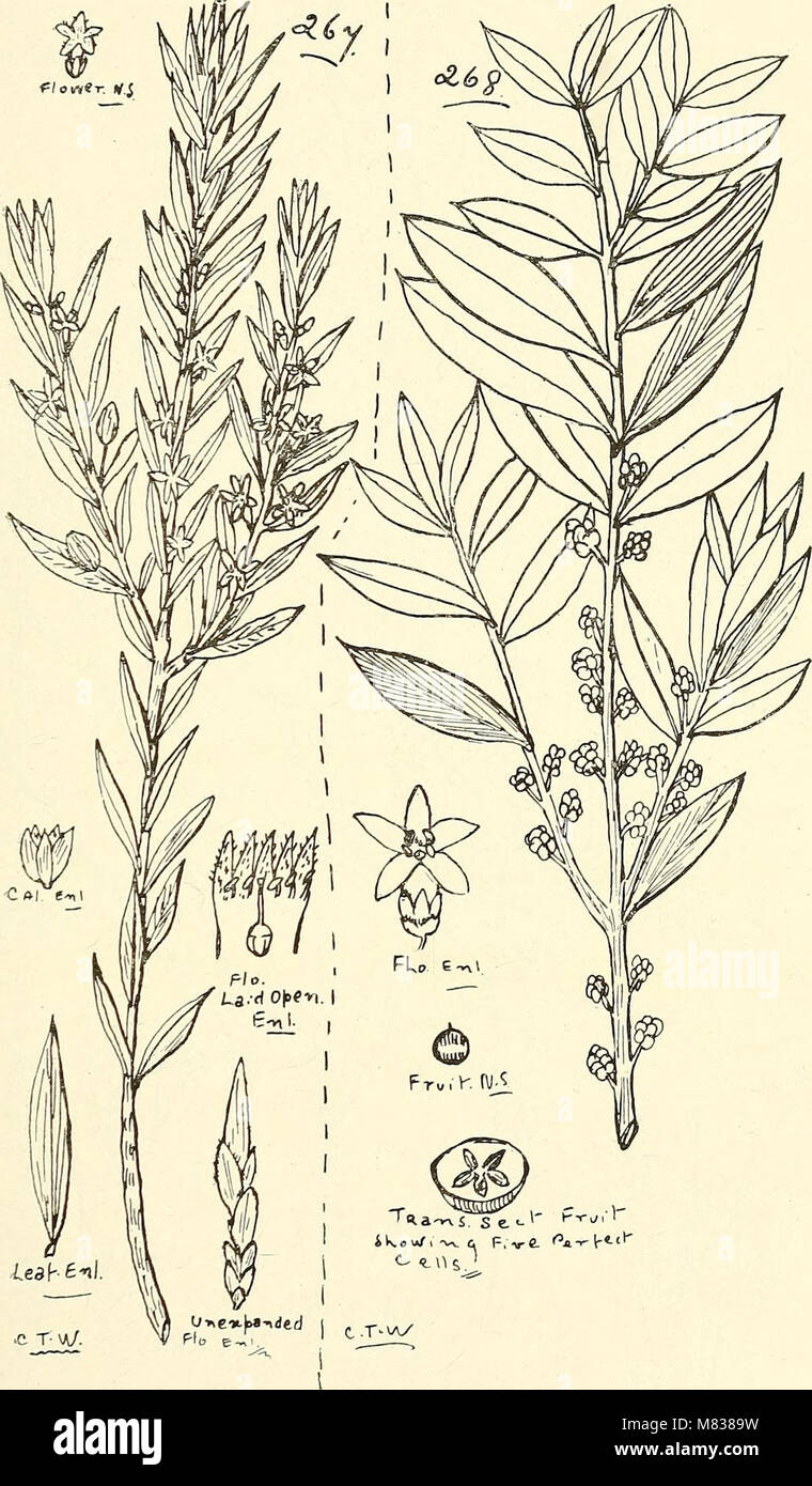 This comprehensive catalogue of Queensland plants (both indigenous and ...