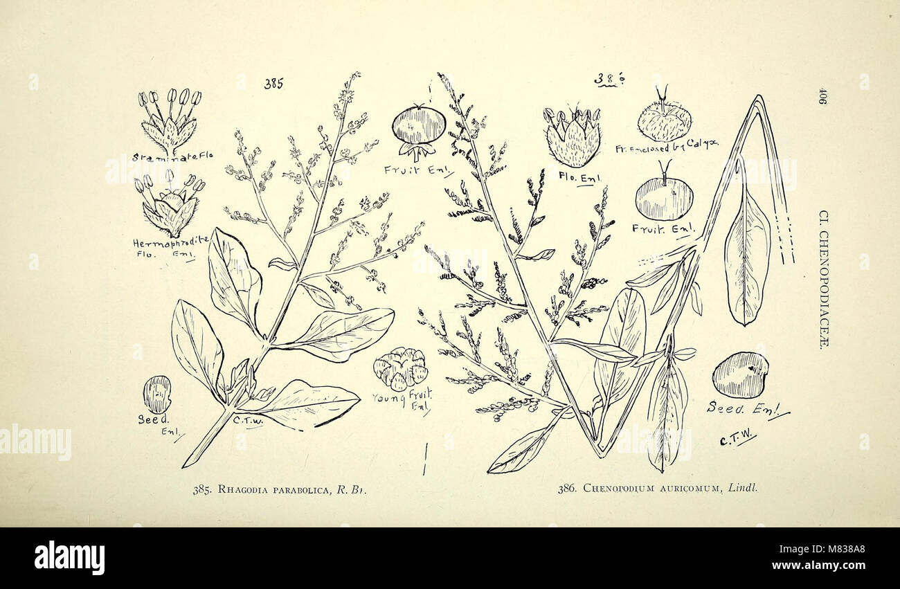 This catalogue provides a detailed listing of both indigenous and ...