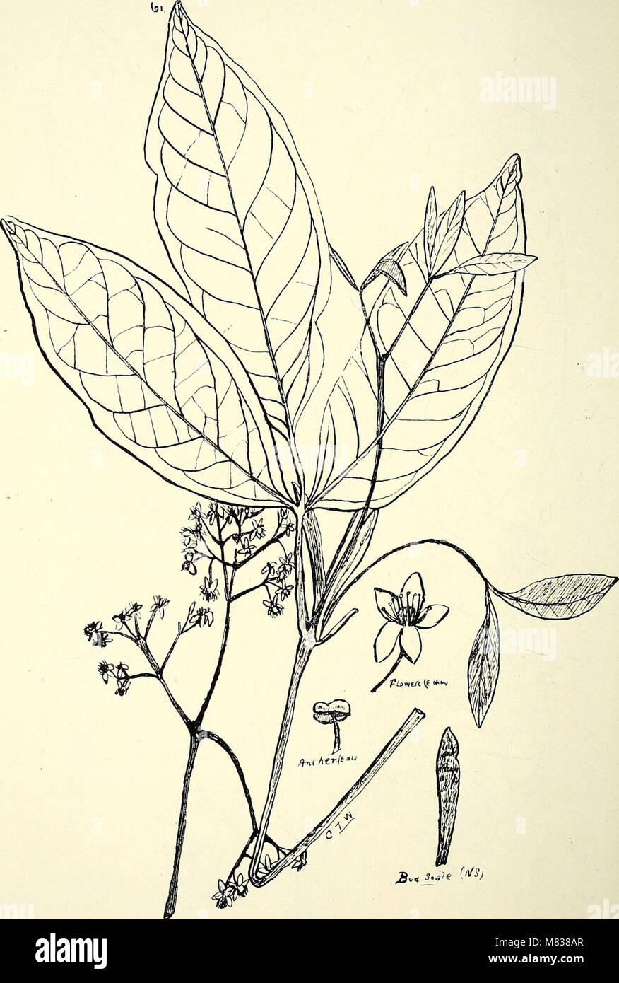This comprehensive catalogue of Queensland plants lists both indigenous ...