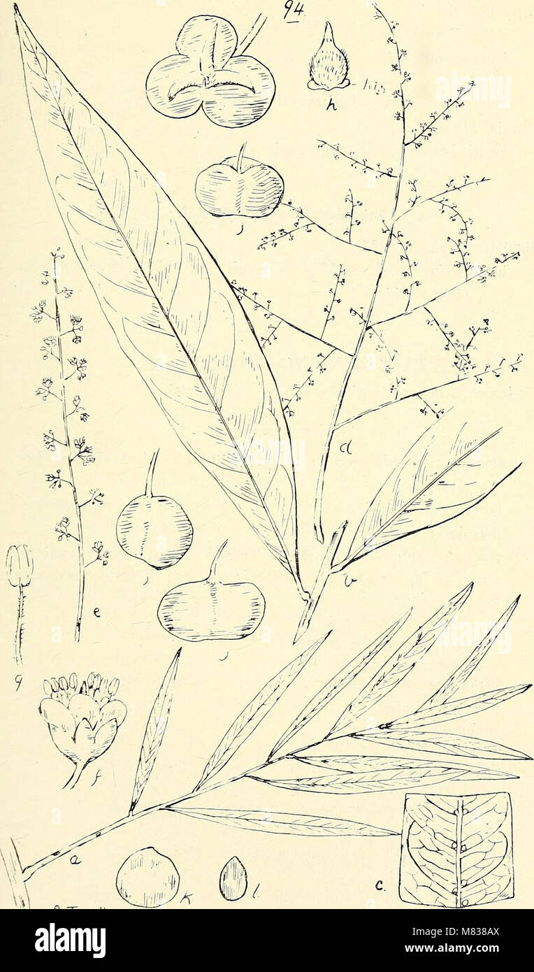 This catalogue details the plants of Queensland, both indigenous and ...