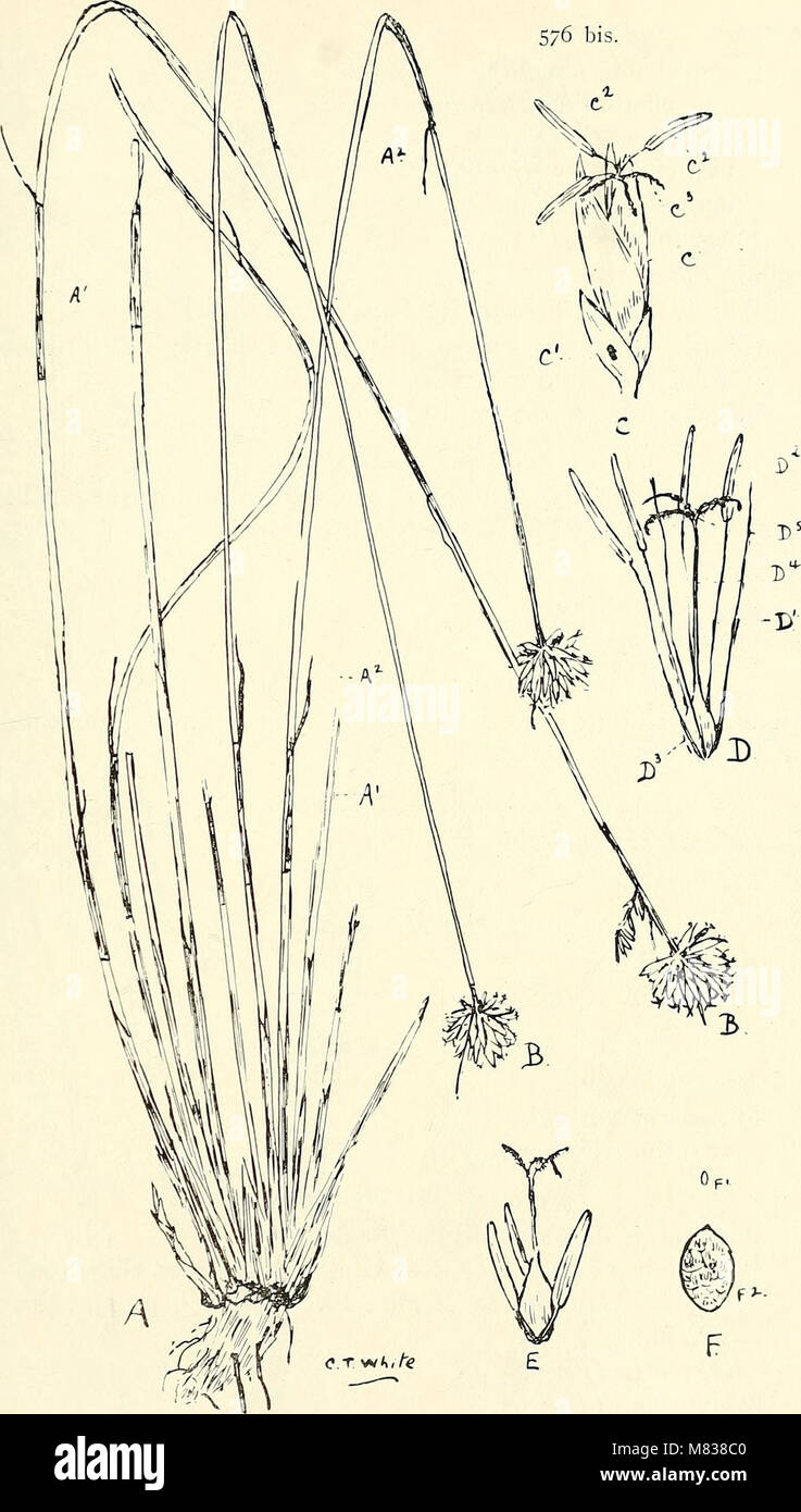 This catalogue of Queensland plants includes detailed listings of both ...