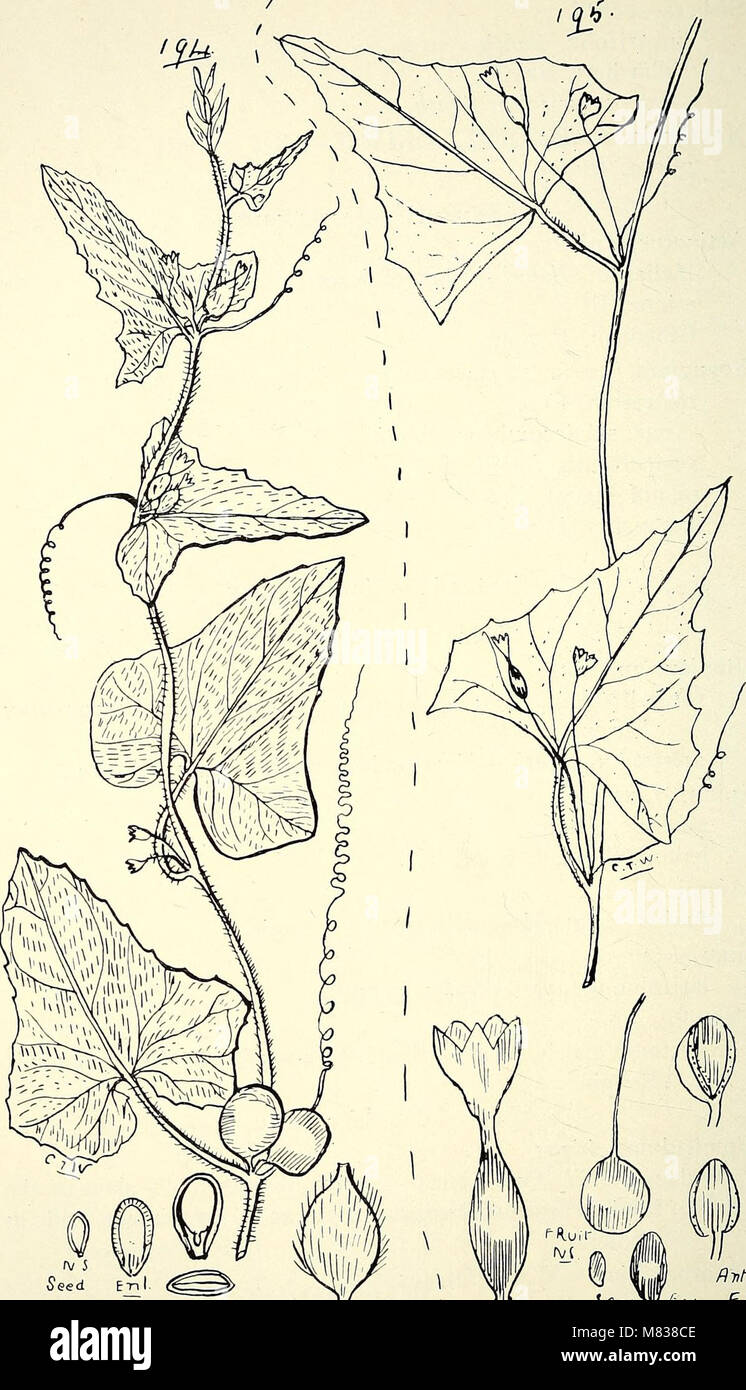 This comprehensive catalog of Queensland plants includes both ...