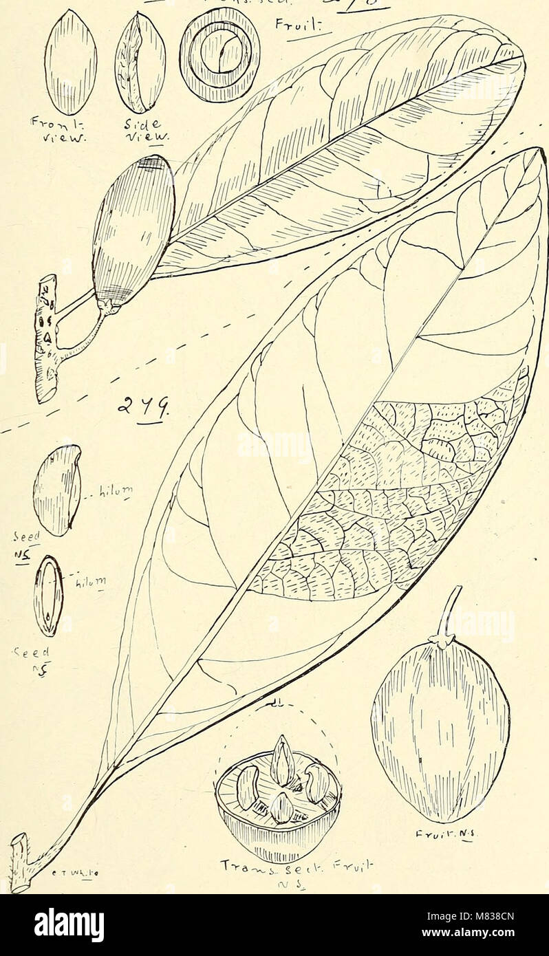 This catalogue provides a detailed list of indigenous and naturalized ...