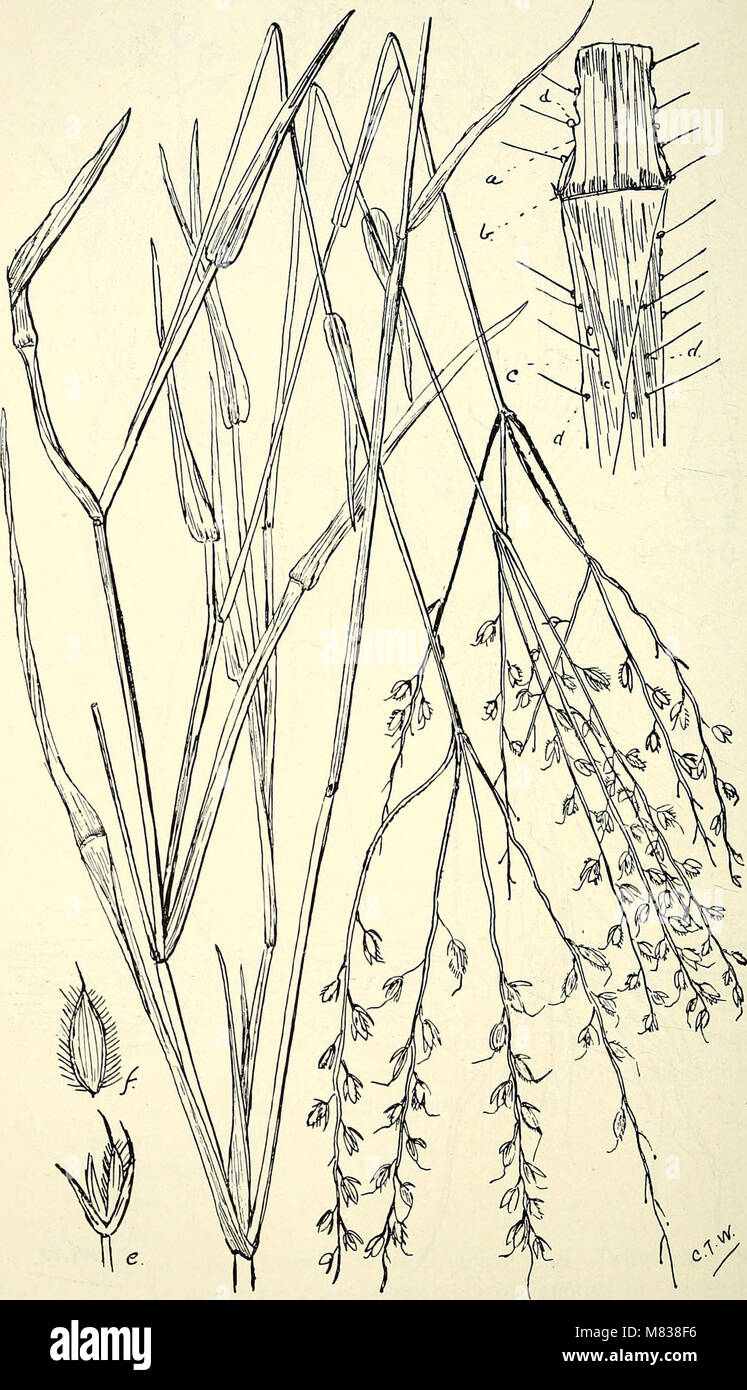 This comprehensive *catalogue of Queensland plants* provides detailed ...