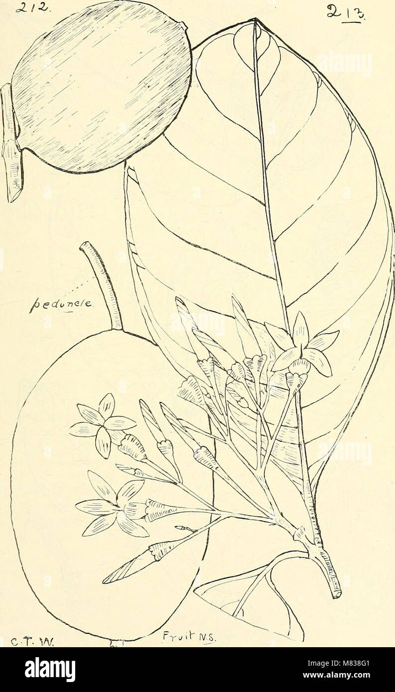 This comprehensive catalogue of Queensland plants lists both indigenous ...