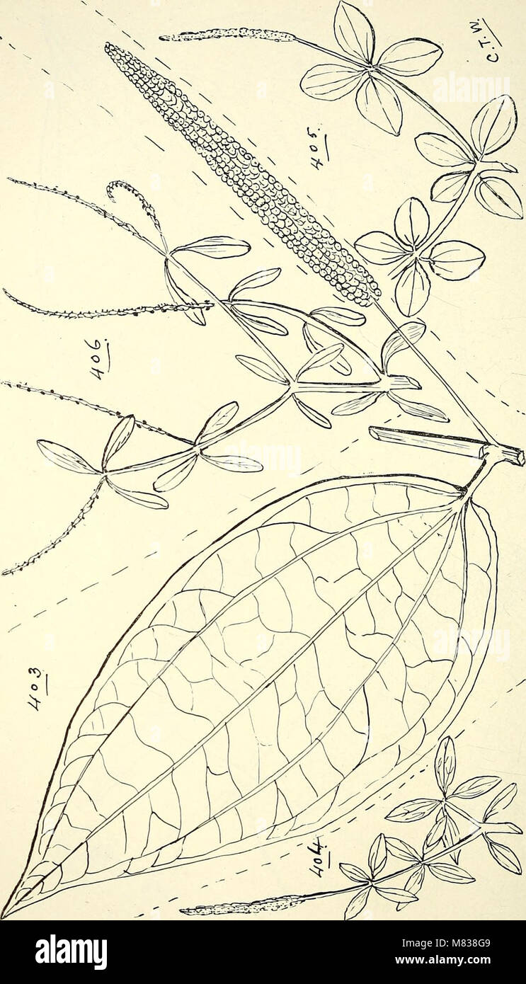 This catalogue provides a comprehensive list of Queensland's plants ...