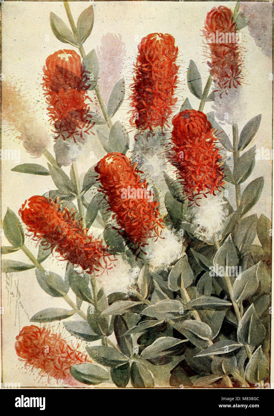 Comprehensive catalogue of Queensland plants, both indigenous and ...