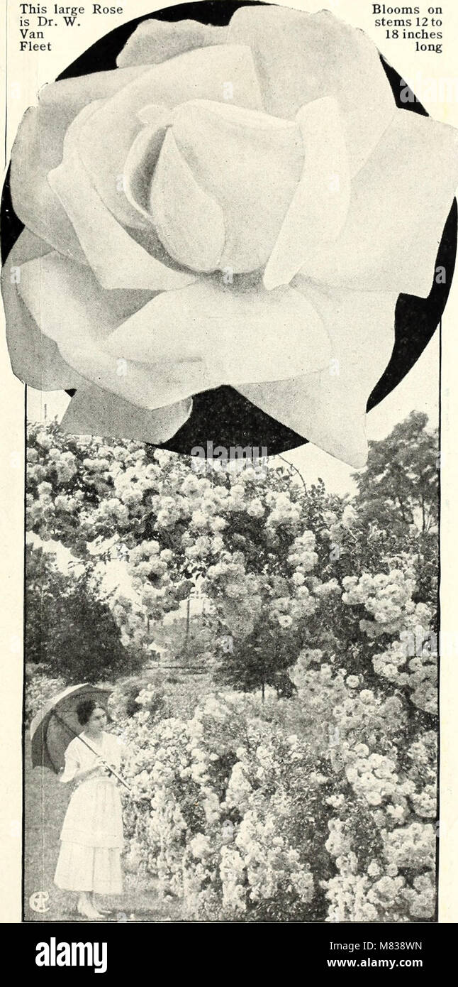 Conard Star Roses, featured in the autumn 1923 catalog, represent a ...