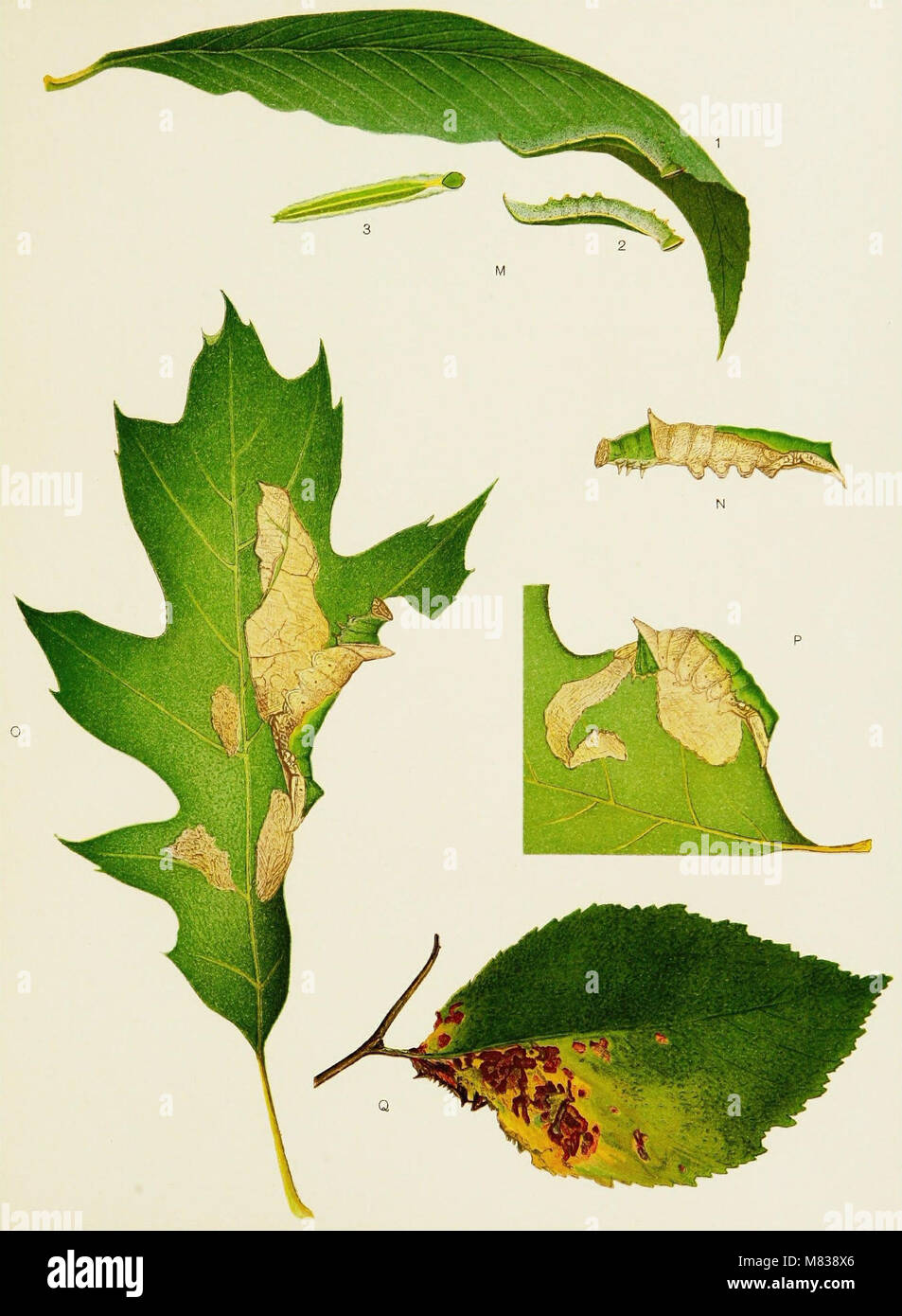 This 1909 work by Abbott H. Thayer explores how animals use color and ...