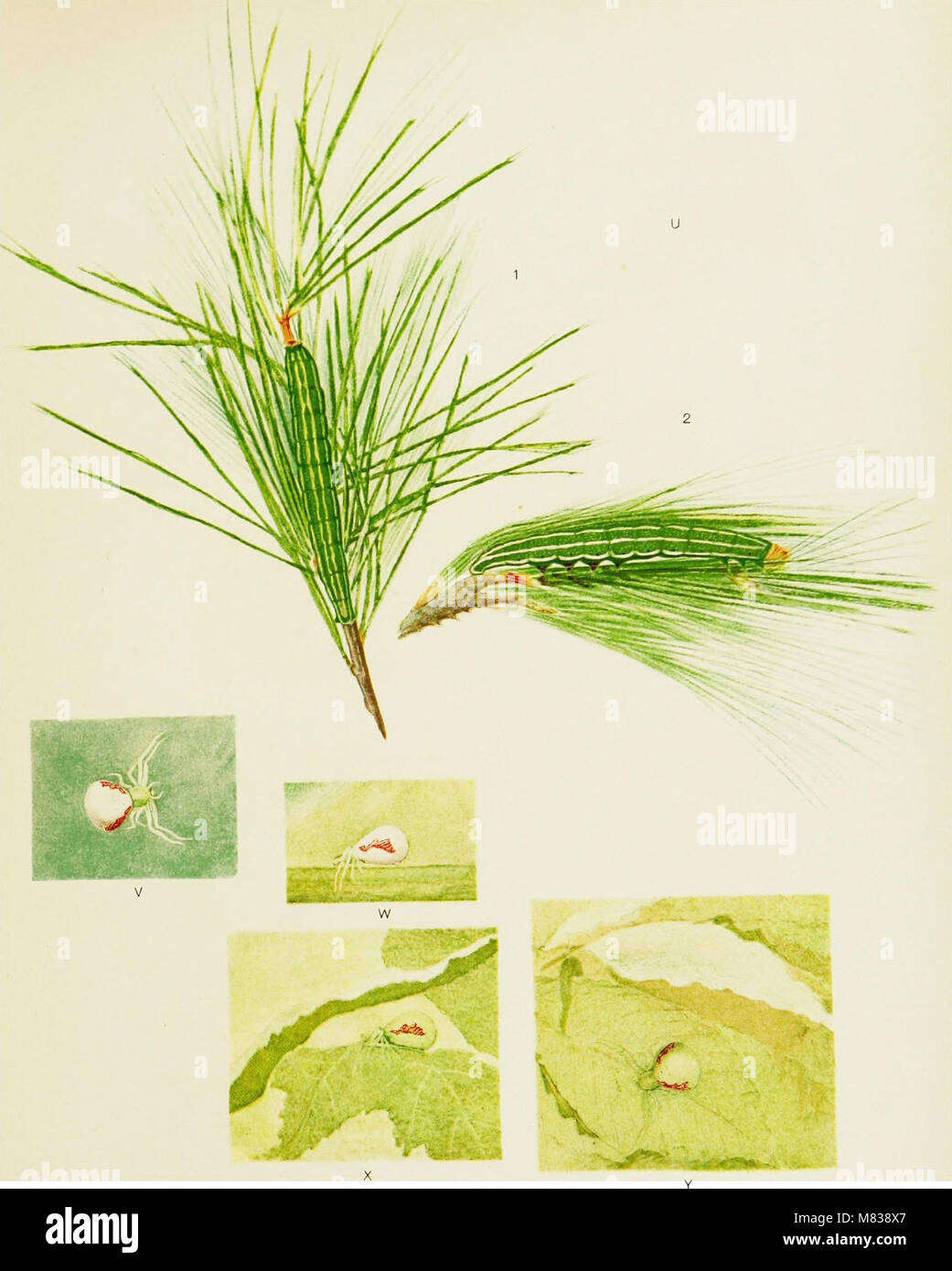 Concealing-coloration in the animal kingdom; an exposition of the laws ...