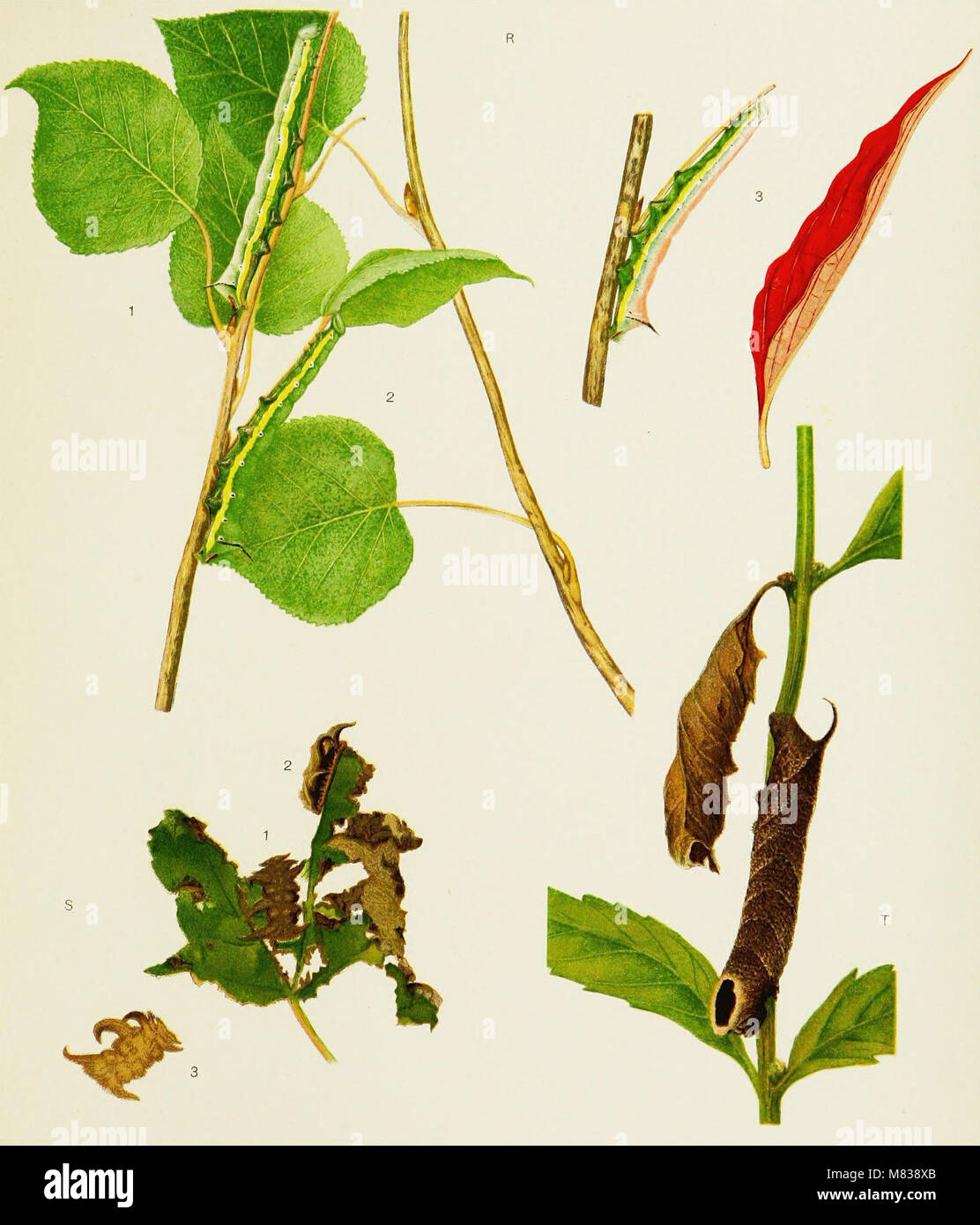 Concealing-coloration in the animal kingdom; an exposition of the laws ...