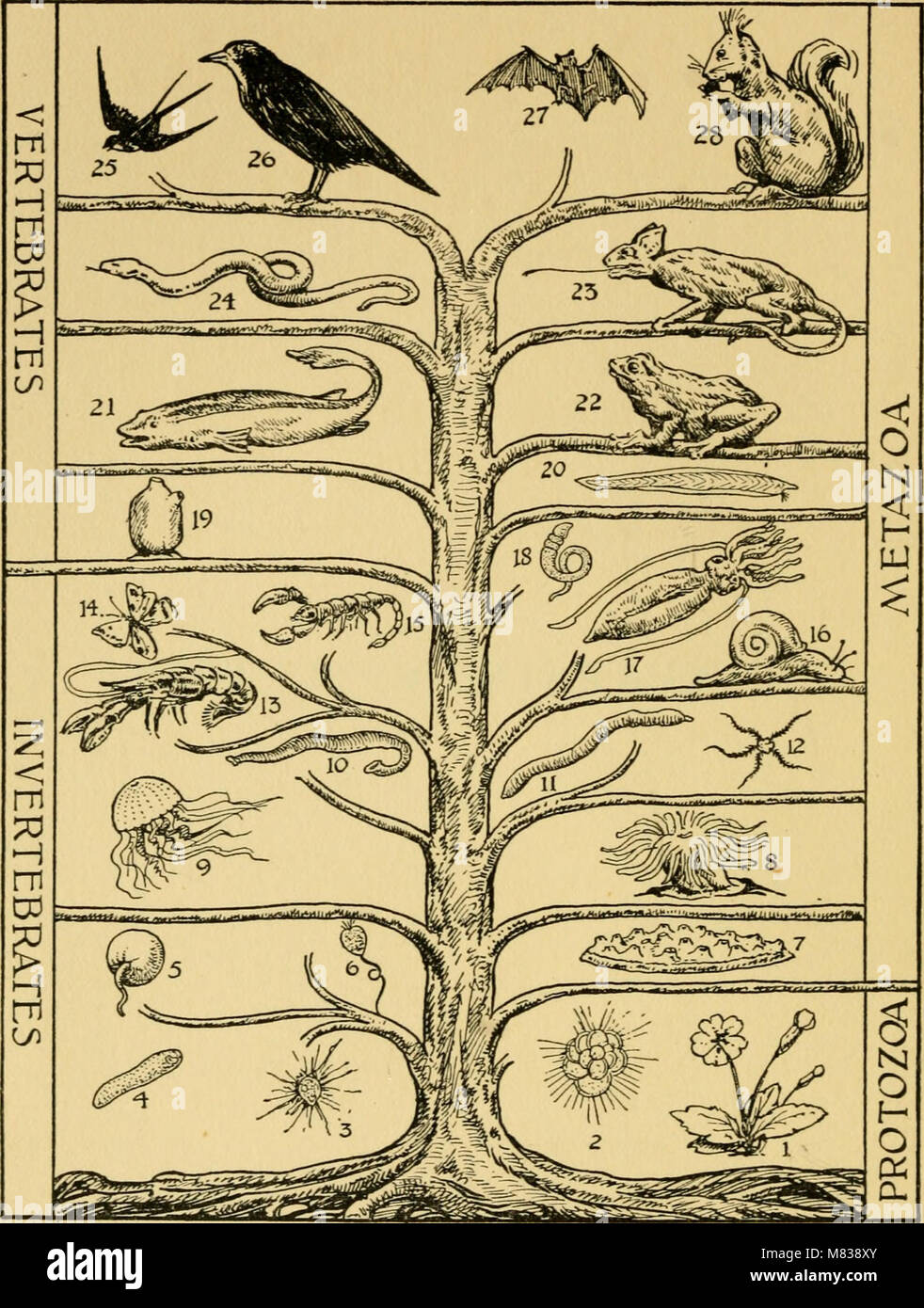 Published in 1925, Concerning Evolution offers an analysis of the ...