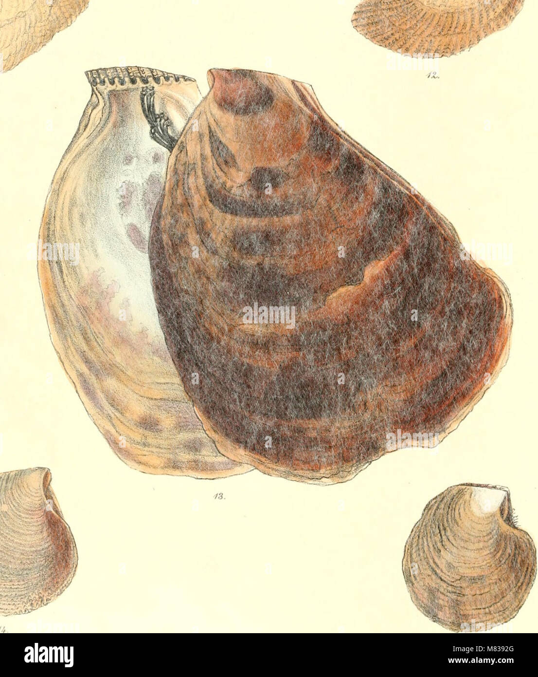 'Conchologia Iconica' (1843-1878) is a detailed work illustrating the ...