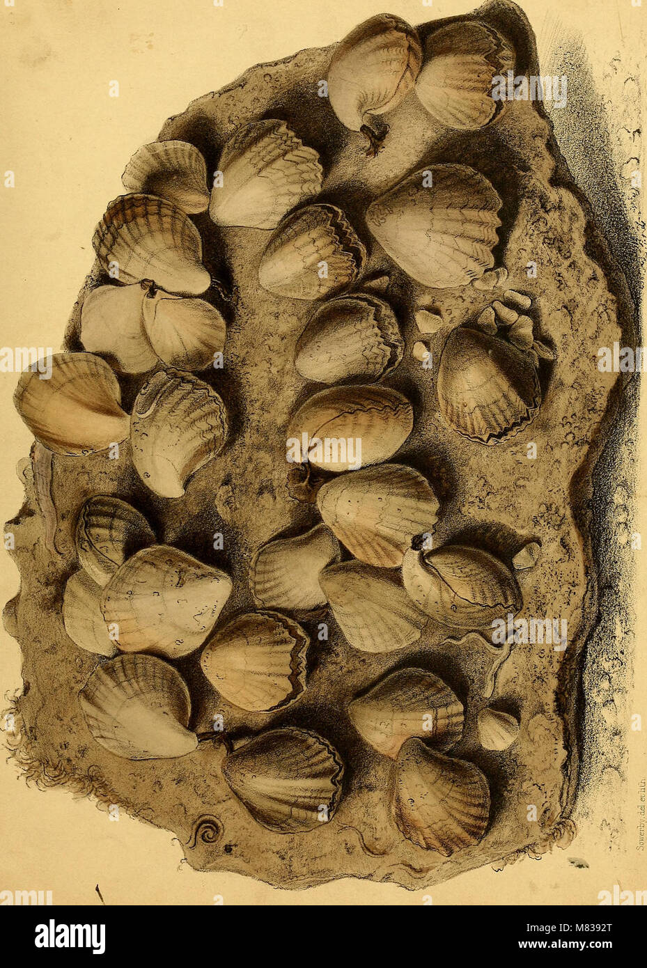 A detailed study of mollusc shells, featuring illustrations of various ...