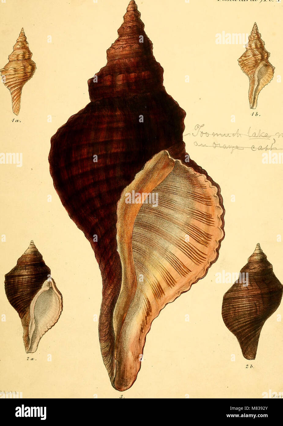Conchologia Iconica (1843-1878) is a series of illustrations showcasing the shells of molluscous ...
