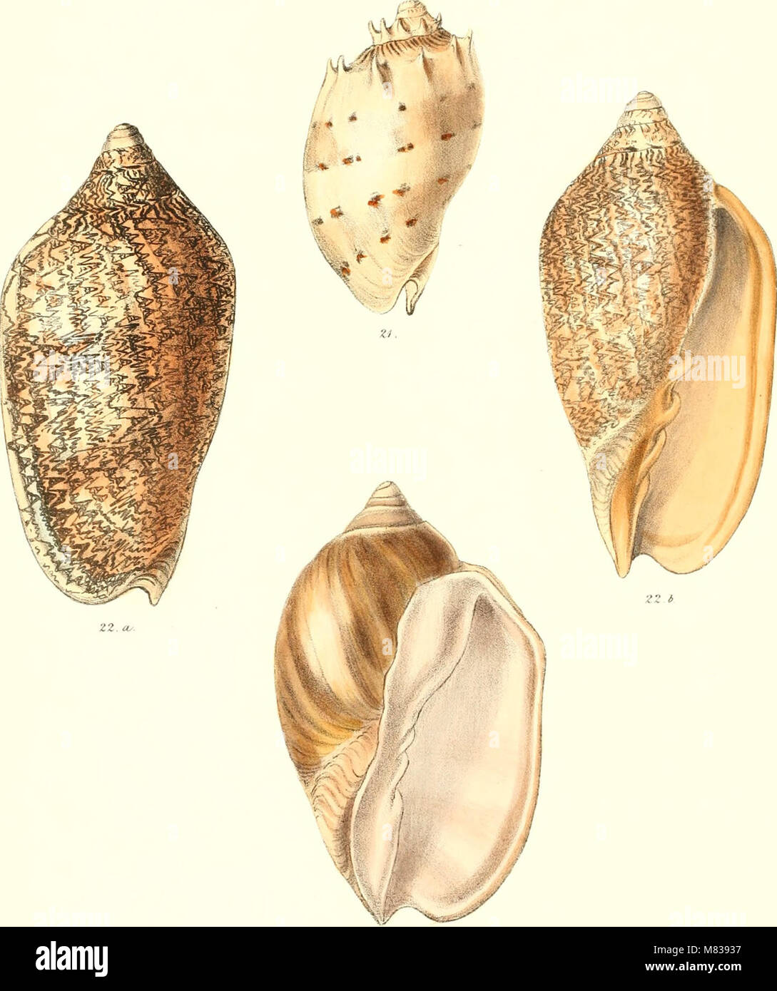 Conchologia iconica, or, Illustrations of the shells of molluscous ...