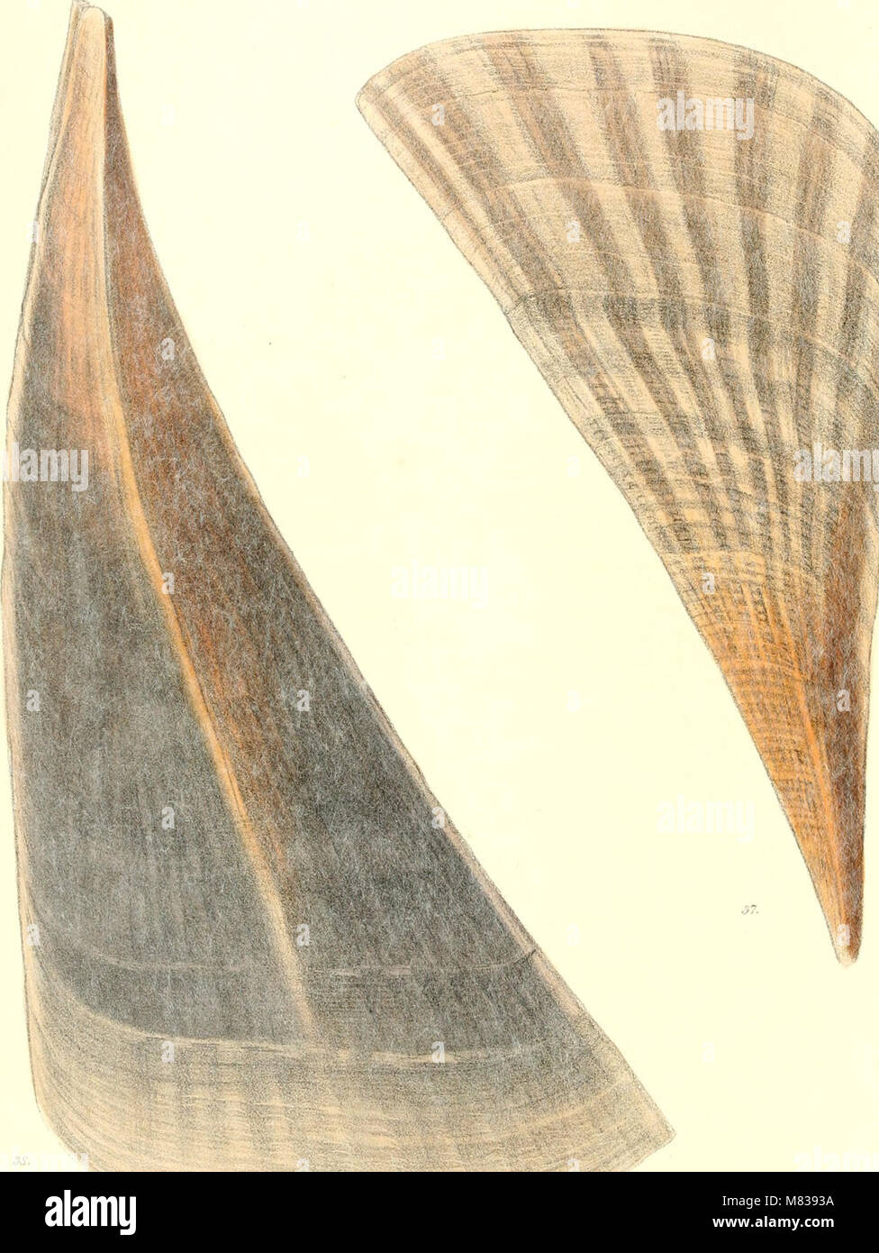 Unique shell varieties hi-res stock photography and images - Alamy