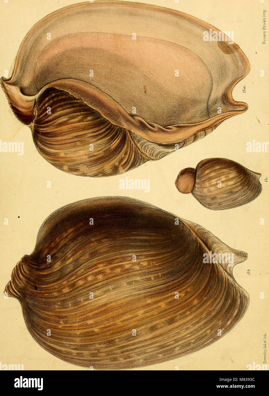 A series of detailed illustrations from 1843 to 1878, showcasing the ...