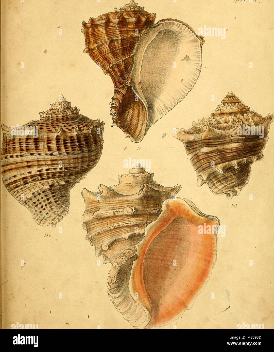 Conchologia iconica, or, Illustrations of the shells of molluscous ...
